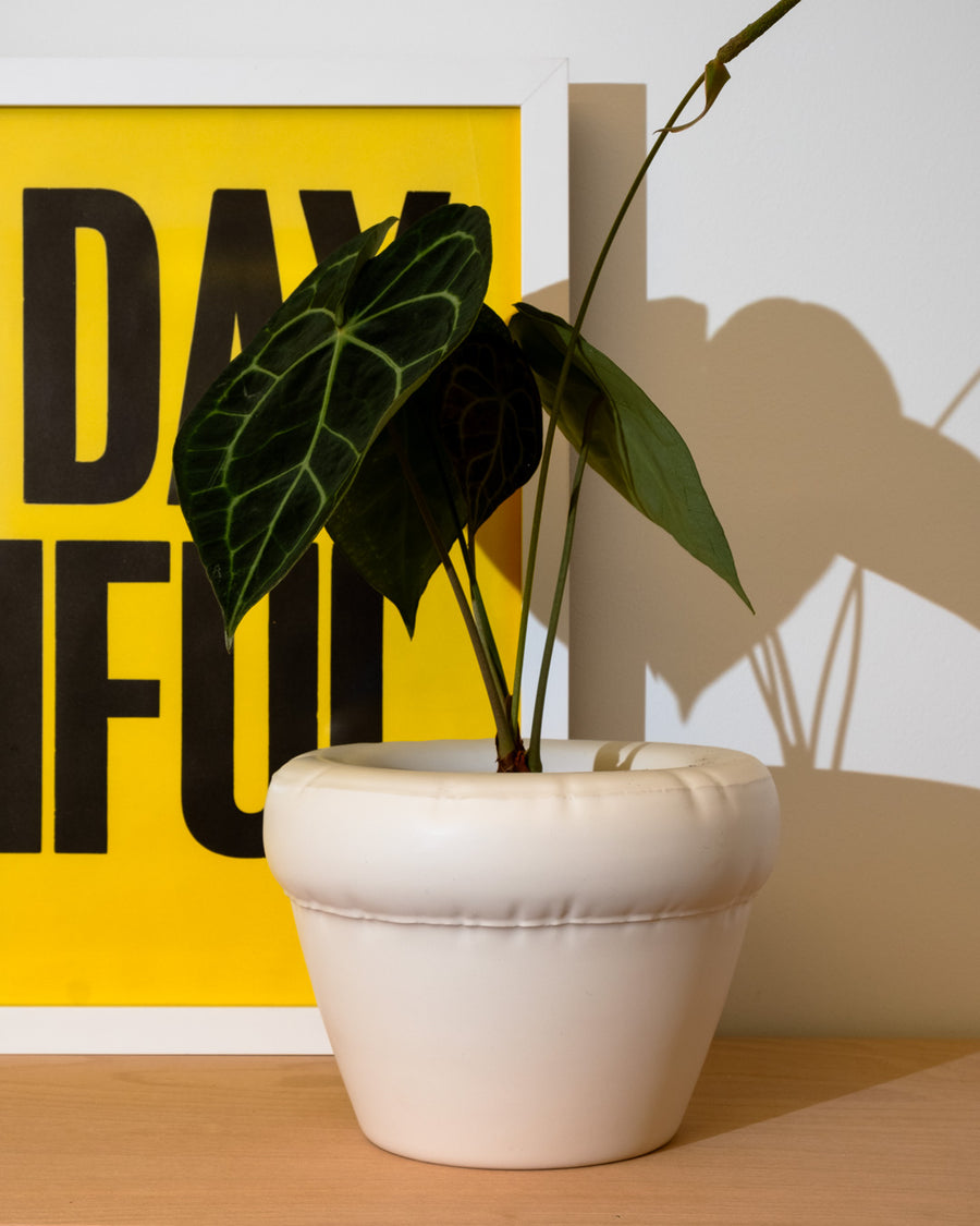 Pierre Planter - Home Studyo