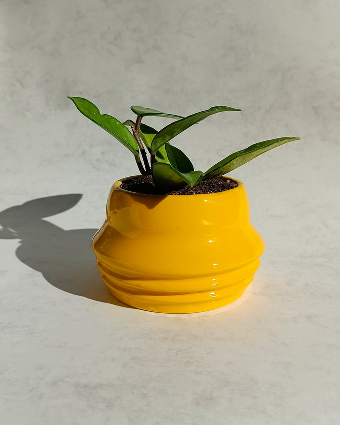 Portrait Cup & Flower Pot - Magnesita